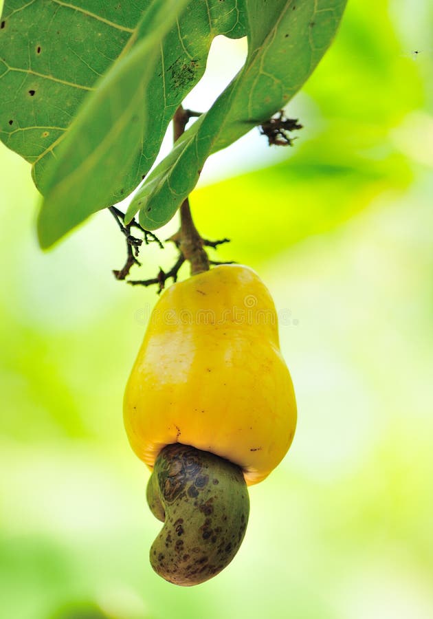 Fruta del anacardo foto de archivo. Imagen de agricultura - 93691980