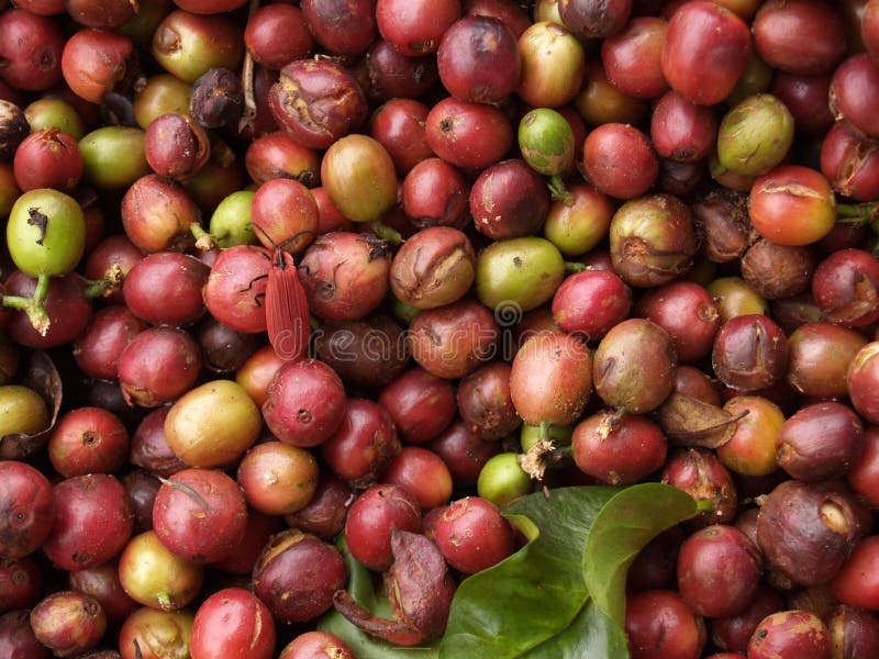 Fruta madura del café foto de archivo. Imagen de café - 34024008
