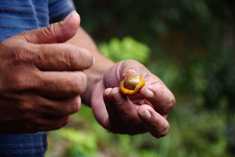 Fruta maya foto de archivo. Imagen de cultura, verde - 123187580