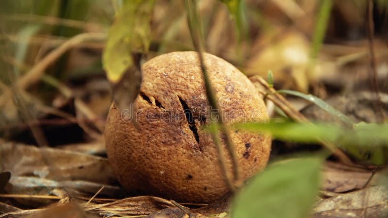 Fruta Naranja Agrietada Y Podrida Con Hongo. Foto de archivo - Imagen ...