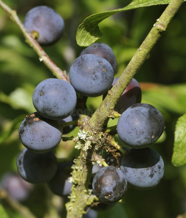 Fruta O Endrino Del Endrino Foto de archivo - Imagen de cortina, negro ...
