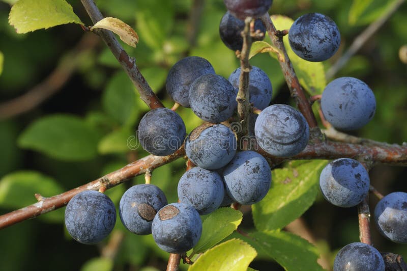 Fruta O Endrino Del Endrino Foto de archivo - Imagen de cortina ...