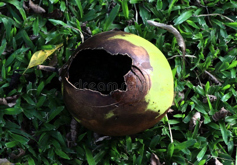 3,744 Fruta Podre Fotos - Fotos de Stock Gratuitas e Fotos Royalty-Free ...