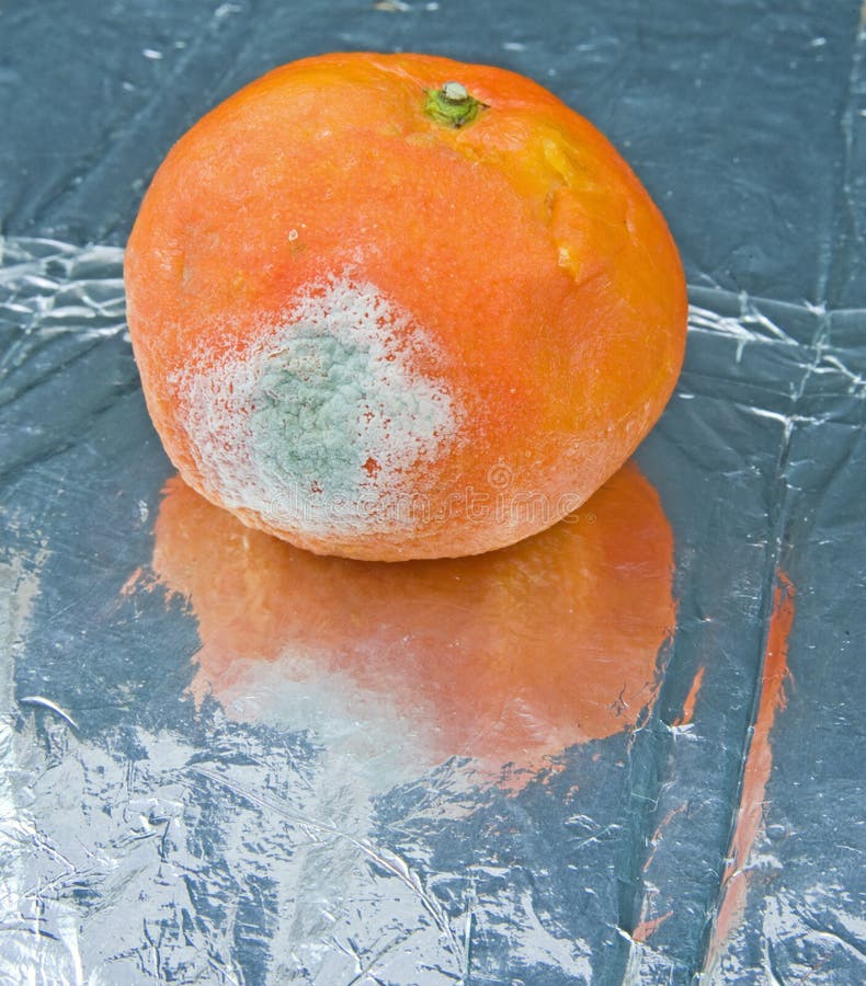 Fruta podre. imagem de stock. Imagem de molde, sazonal - 17278923