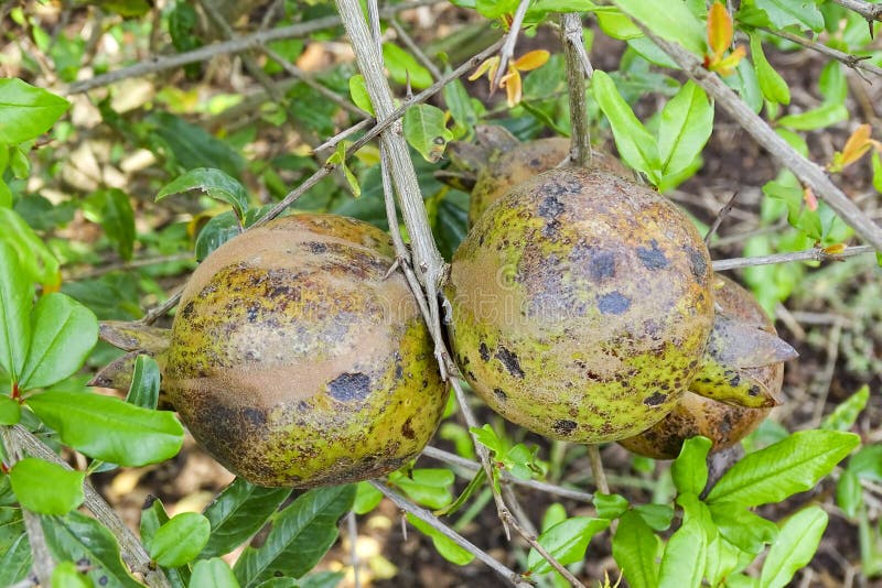 Fruta Podrida De Granada En Planta De Granada. Imagen de archivo ...