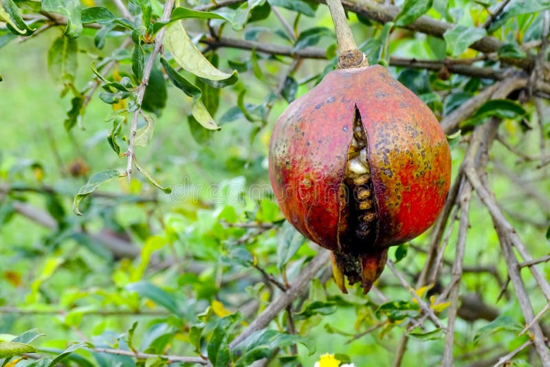 Fruta Podrida De Granada En Planta De Granada. Imagen de archivo ...