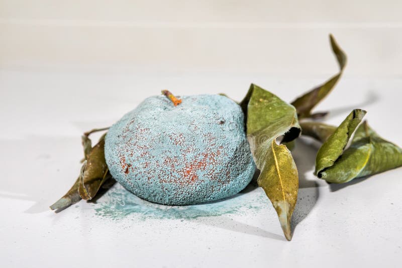 Fruta Putrefacta Y Fresca De La Mandarina Con El Molde Imagen de ...