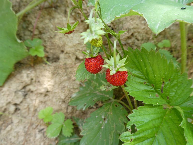 Fruta Roja De Una Fresa Salvaje Foto de archivo - Imagen de bosque ...