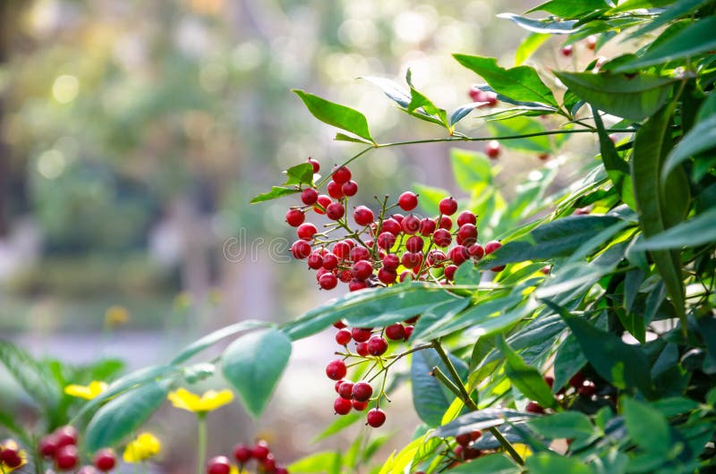 Fruta roja en autumm imagen de archivo. Imagen de domingo - 38306117