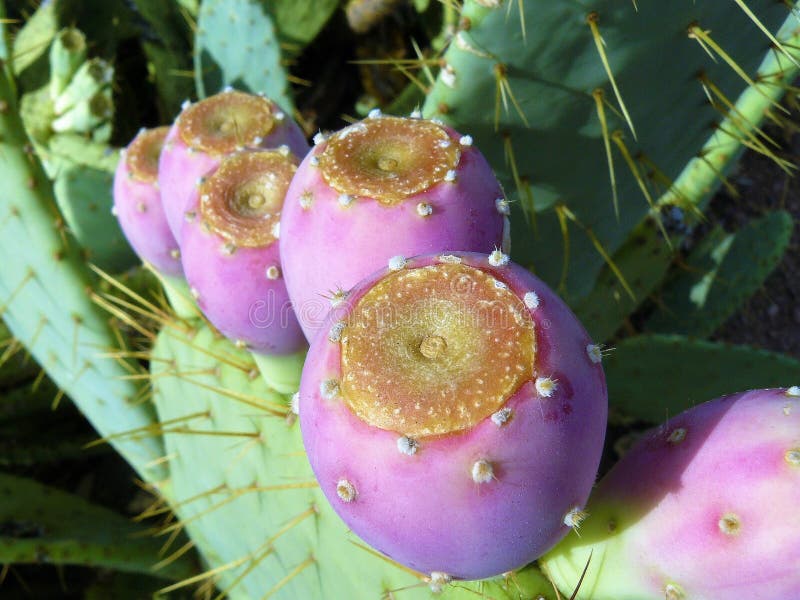 Fruta Rosada Del Cactus Del Higo Chumbo Imagen de archivo - Imagen de ...