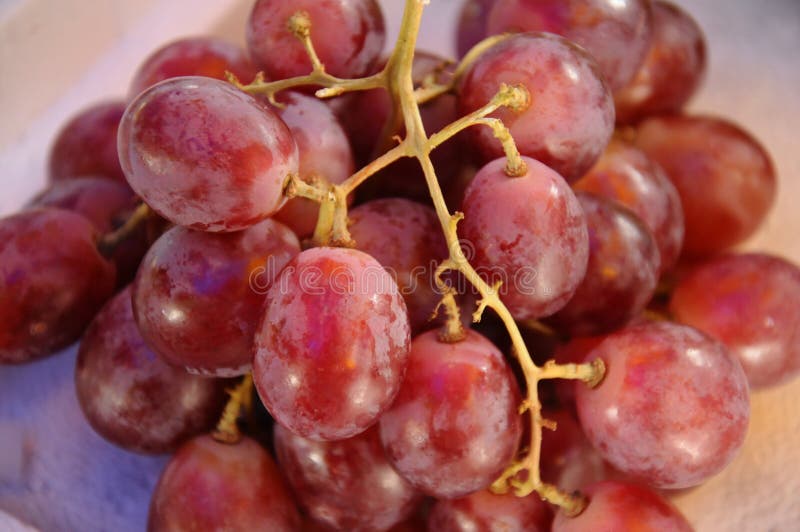 Fruto roxo da uva foto de stock. Imagem de rural, agricultura - 36830960