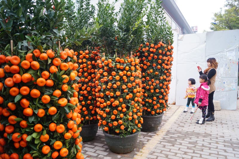 Fruta subtropical foto editorial. Imagen de porcelana - 49870301
