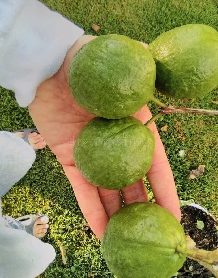 Fruta de guayaba rosada imagen de archivo. Imagen de nutritivo - 43953619