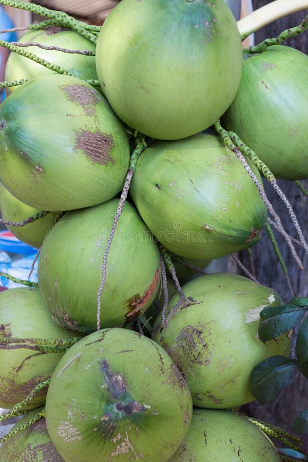 Fruta tropical del coco imagen de archivo. Imagen de planta - 77699779