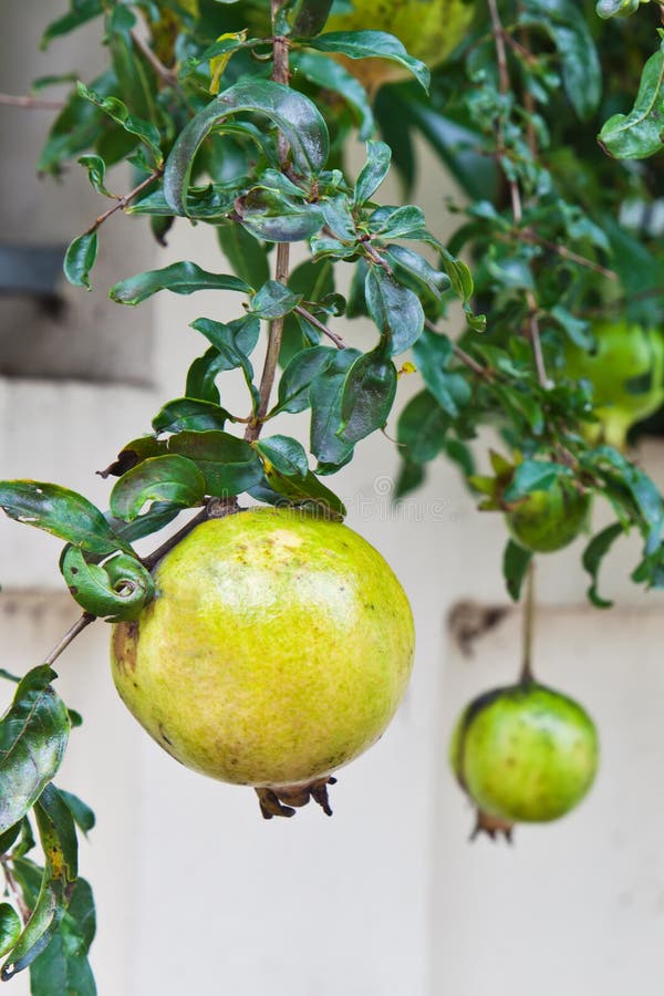 Fruta, verde de la granada foto de archivo. Imagen de granada - 20823174