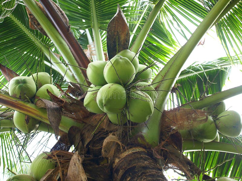 Fruta verde del coco foto de archivo. Imagen de bebida - 86223628