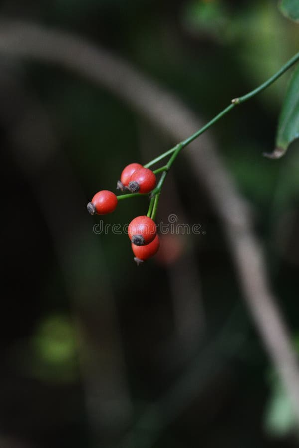Frutas Color De Rosa Japonesas Imagen de archivo - Imagen de rural ...
