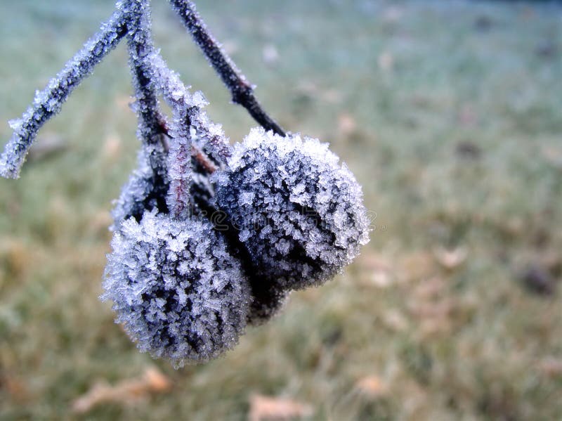 Frutas congeladas #03 foto de archivo. Imagen de helado - 4845564