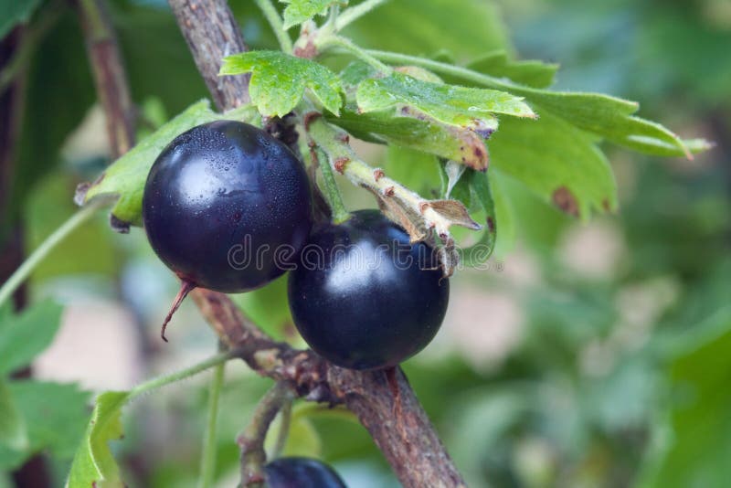 Frutas Da Passa De Corinto Do Cravo-da-índia Imagem de Stock - Imagem ...