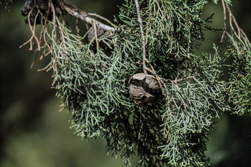 Frutos de ciprés foto de archivo. Imagen de hojas, ramificaciones ...