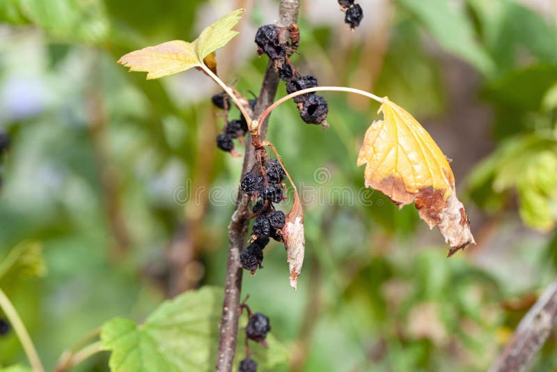 Frutas De Groselha Preta Secas Num Ramo Imagem de Stock - Imagem de ...