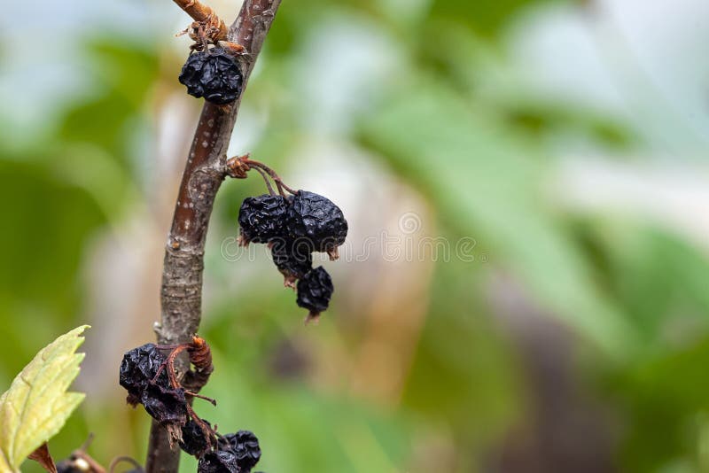 Frutas De Groselha Preta Secas Num Ramo Imagem de Stock - Imagem de ...
