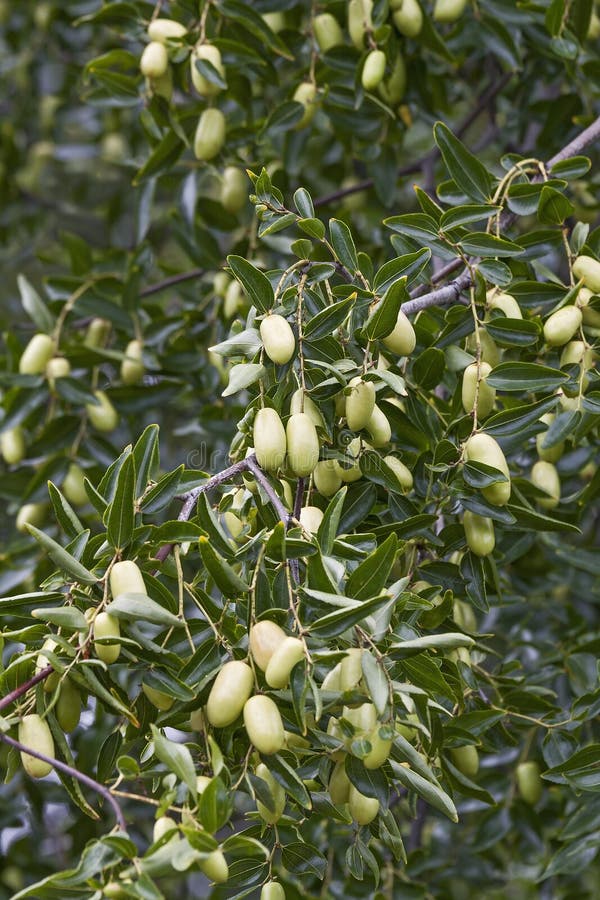 Frutas de la azufaifa imagen de archivo. Imagen de fruta - 81322829