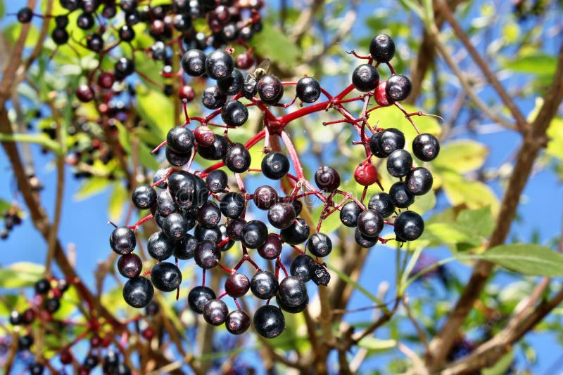 Frutas De La Baya Del Saúco Imagen de archivo - Imagen de manojo ...