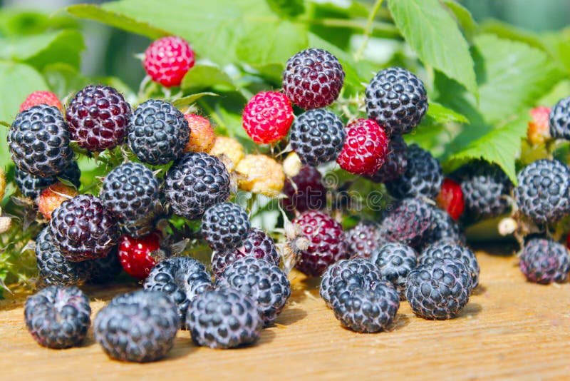 Frutas De La Frambuesa Negra Foto de archivo - Imagen de maduro ...