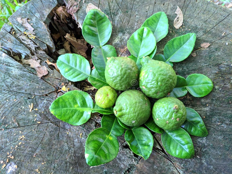 Árbol de lima agria foto de archivo. Imagen de flora - 29721434