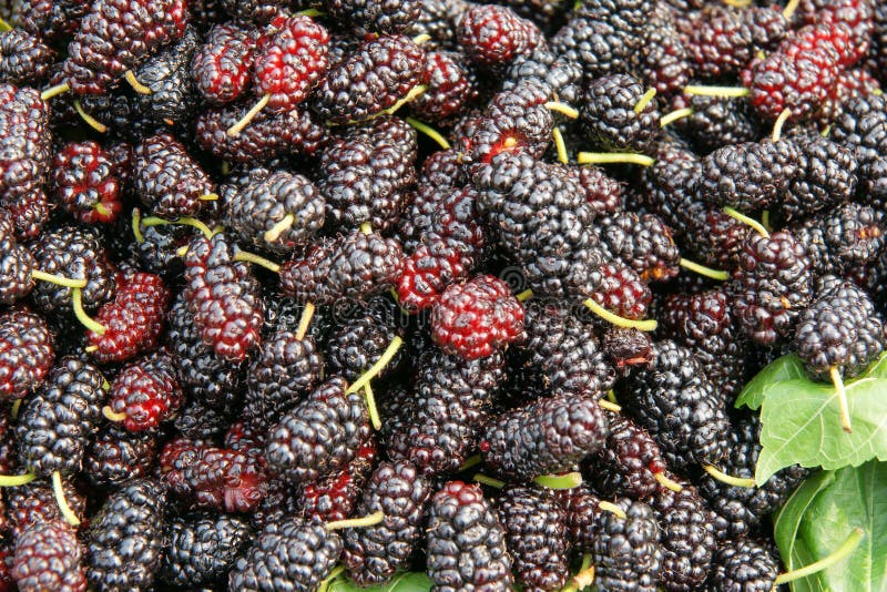 Frutas De La Mora También Conocidas Como Rubra Del Morus Para La ...