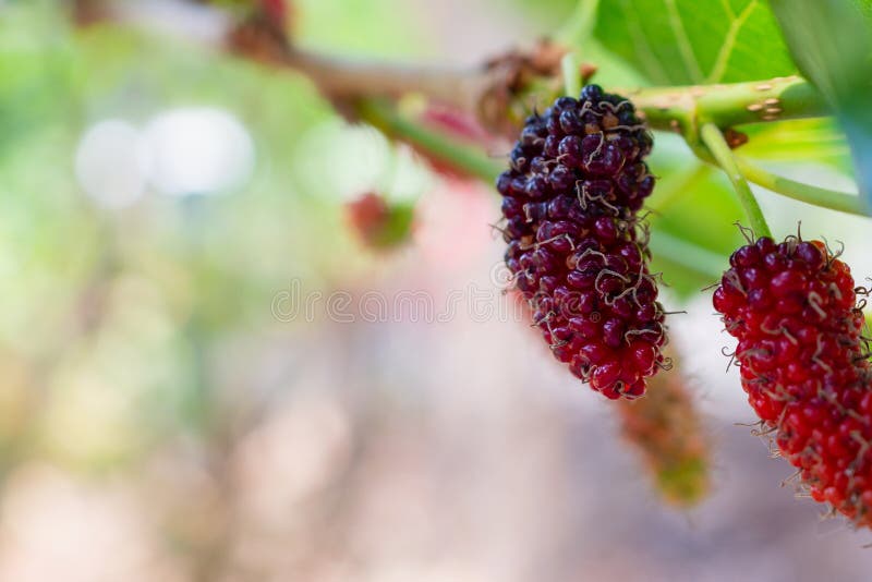 Frutas De La Mora Roja En Rama De árbol Imagen de archivo - Imagen de ...
