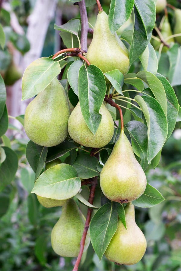 Árbol De Pera Con Las Peras Amarillas Imagen de archivo - Imagen de ...