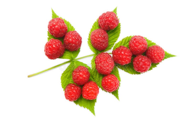 Frutas De Las Frambuesas Rojas Con Las Hojas Foto de archivo - Imagen ...