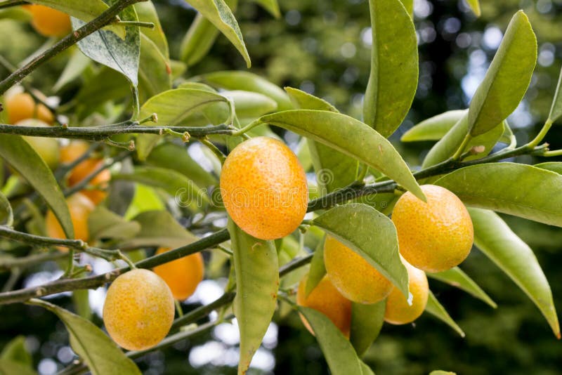 Mandarinas chinas imagen de archivo. Imagen de madure - 8248873