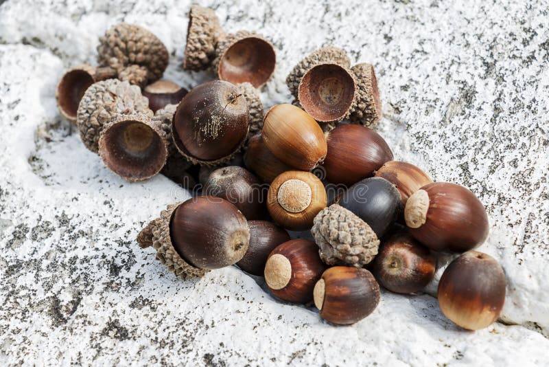 Frutas De Un Roble De La Bellota Imagen de archivo - Imagen de cubierta ...