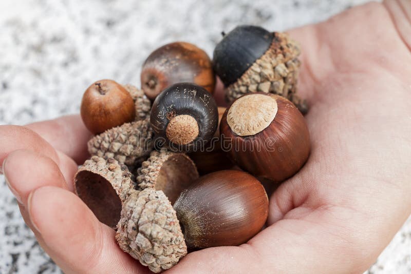 Frutas De Un Roble De La Bellota Imagen de archivo - Imagen de ardilla ...