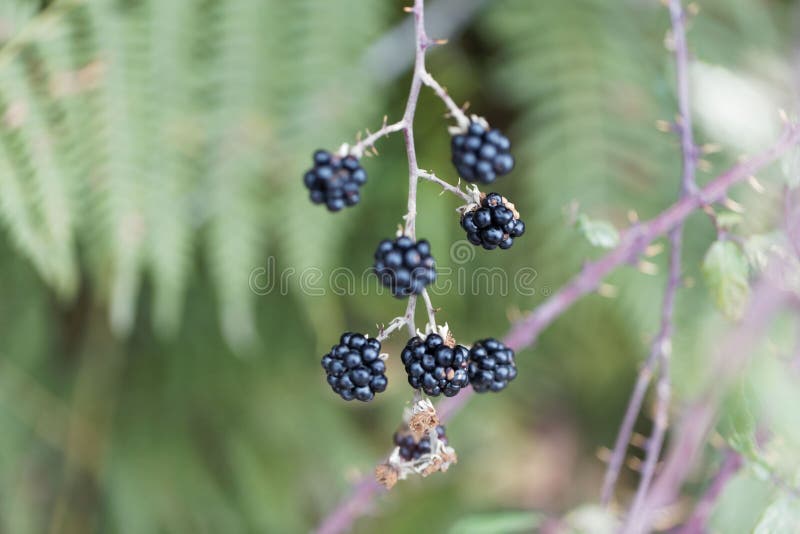 Frutas De Un Sanctus Santo Del Rubus De La Zarza Imagen de archivo ...
