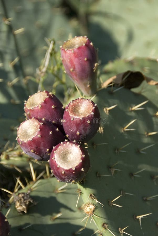 Frutas del cactus foto de archivo. Imagen de espinas - 28355400
