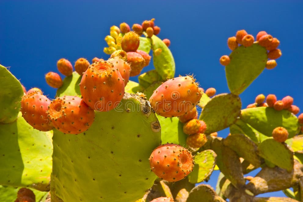 Frutas del cacto foto de archivo. Imagen de planta, tropical - 7613926
