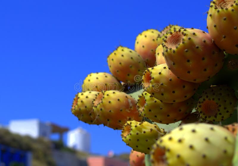 Frutas del cactus foto de archivo. Imagen de cactus, frutas - 28355400