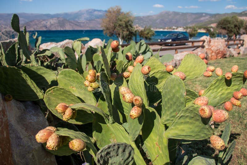 Frutas Del Cactus Del Higo Chumbo Foto de archivo - Imagen de ...