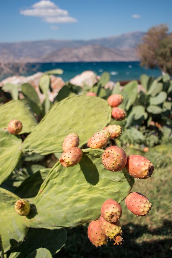 Frutas Del Cactus Del Higo Chumbo Foto de archivo - Imagen de ...