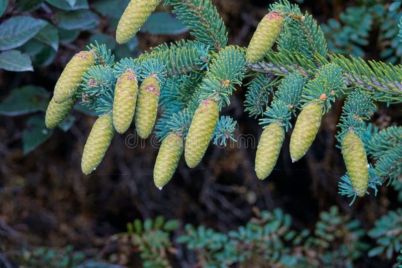 Frutas del cedro foto de archivo. Imagen de cubo, bosque - 128054466