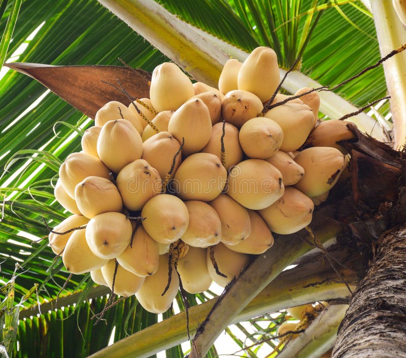El Coco Da Fruto Para La Venta En Bali, Indonesia Imagen de archivo ...