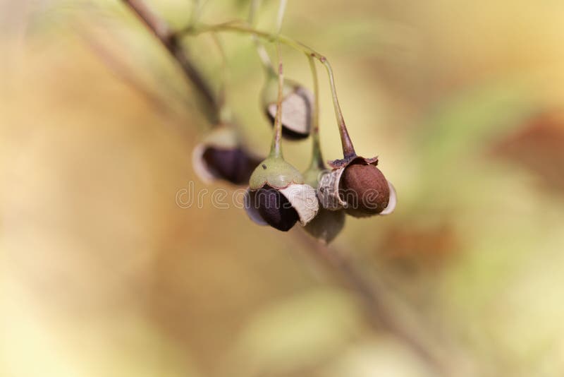 Frutas Del Estoraque Japonicus Foto de archivo - Imagen de manojo ...