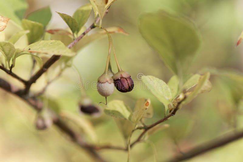 Frutas Del Estoraque Japonicus Imagen de archivo - Imagen de exterior ...