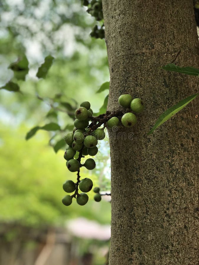 Frutas Del Racemosa De Los Ficus O De La Higuera Del Racimo O De La ... Frutas Del Racemosa De Los Ficus O De La Higuera Del Racimo O De La ...