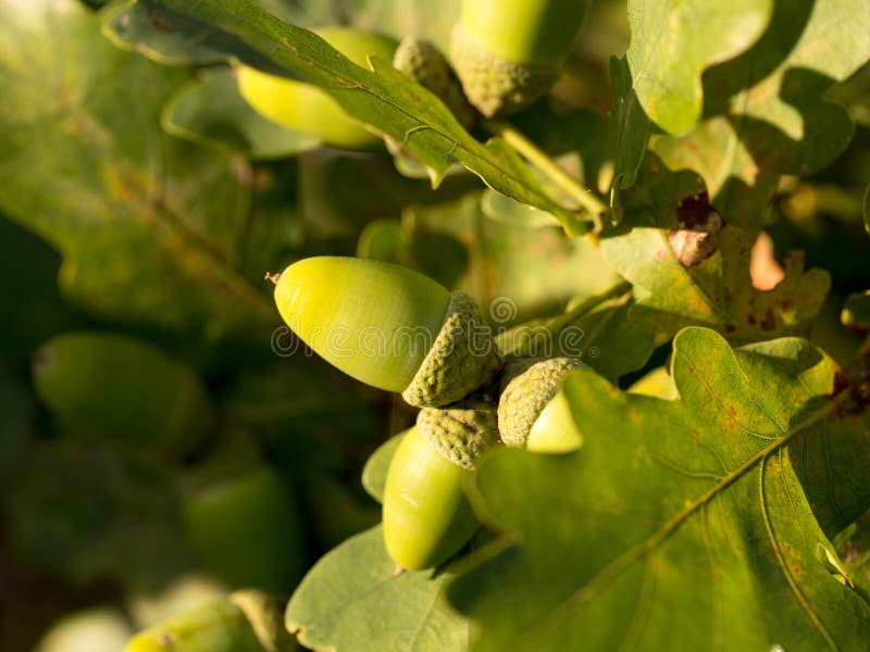 Frutas del roble foto de archivo. Imagen de bellota - 123671746