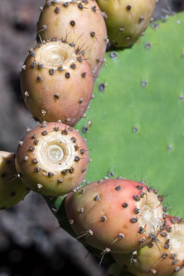 Frutos do cacto imagem de stock. Imagem de folheia, frutas - 32363077